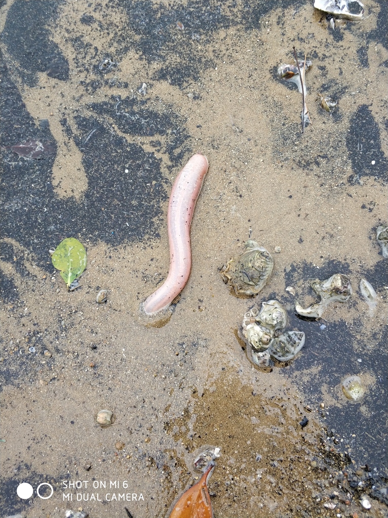 Chinese Innkeeper Worm from 中国广东省江门市台山市 on January 30, 2018 at 01:43 PM ...