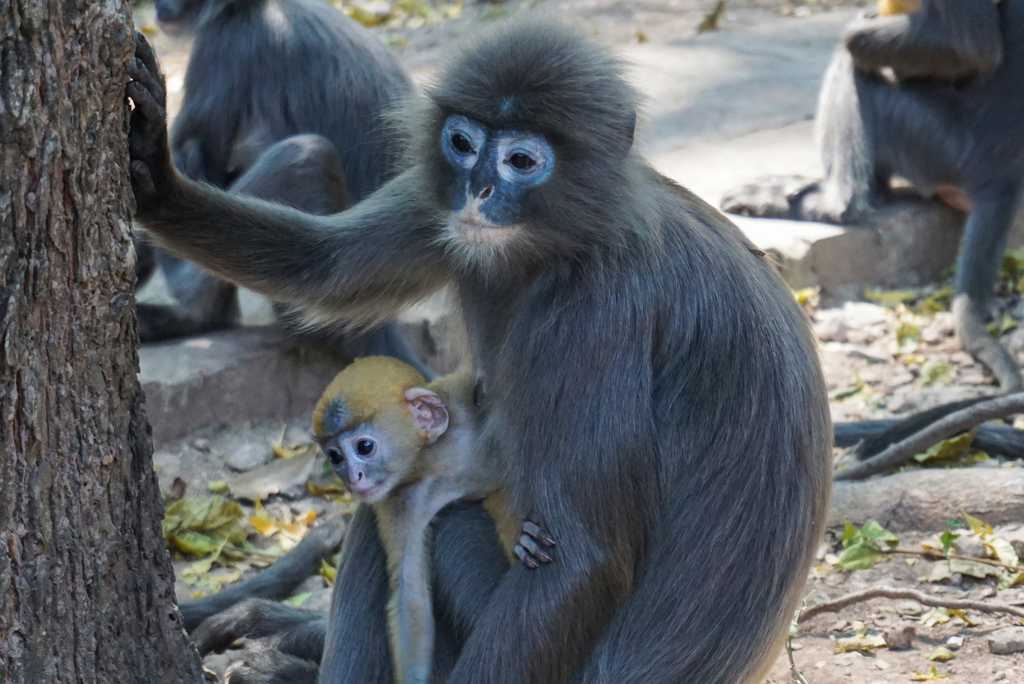 Trachypithecus melamera in February 2018 by Andrey · iNaturalist