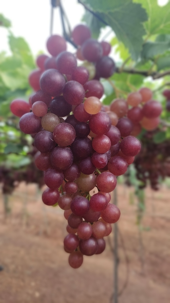 grapes and allies from P726+VHW, Gudalur, Tamil Nadu 625516, India on ...