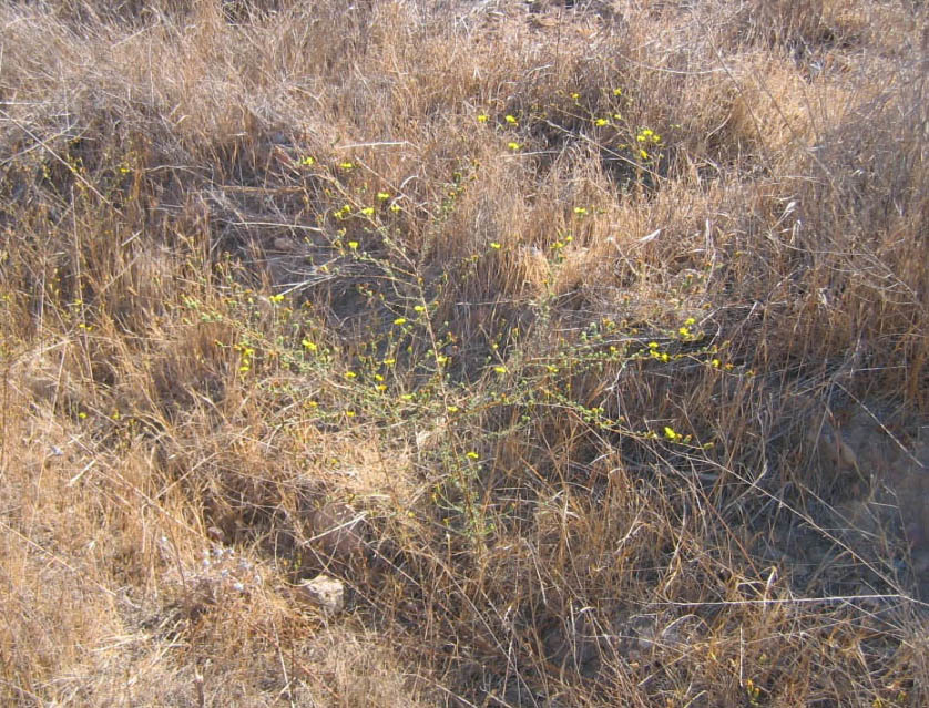 graceful tarplant in October 2004 by Vince Scheidt · iNaturalist