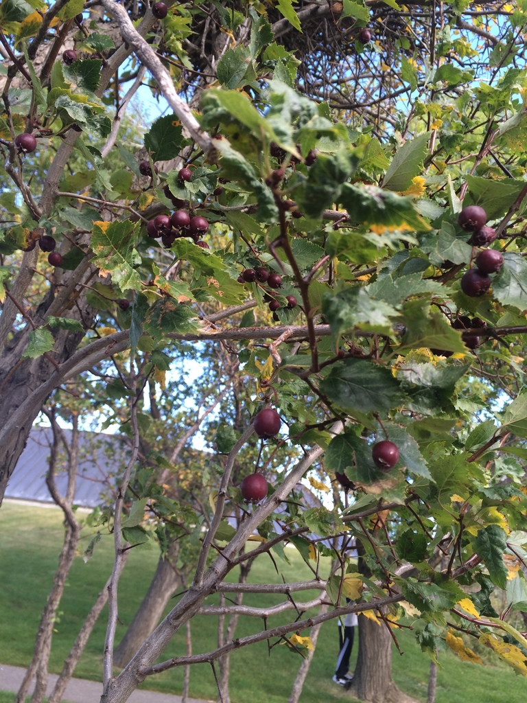 Black Hawthorn (Handbook for the Native Trees of Oregon) · iNaturalist