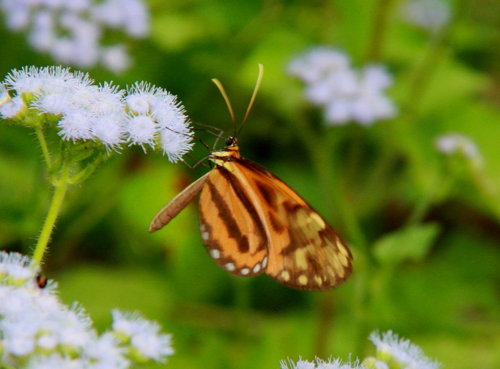 Euclea Tigerwing from Cartago Province, Turrialba, Costa Rica on ...