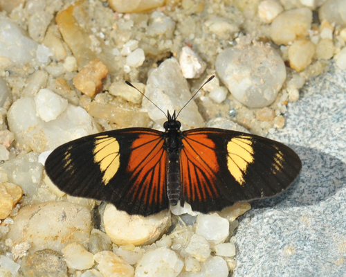 Castilia perilla · iNaturalist Mexico