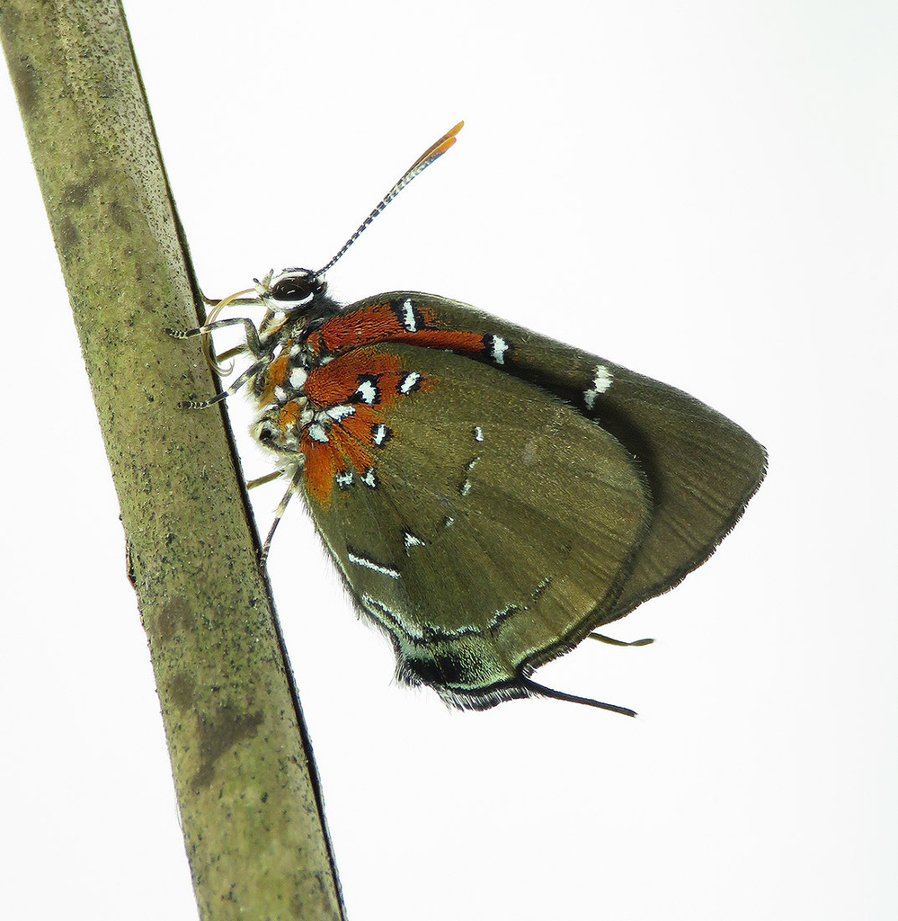 Brangas rita from Villavicencio, Meta, Colombia on November 23, 2022 at ...
