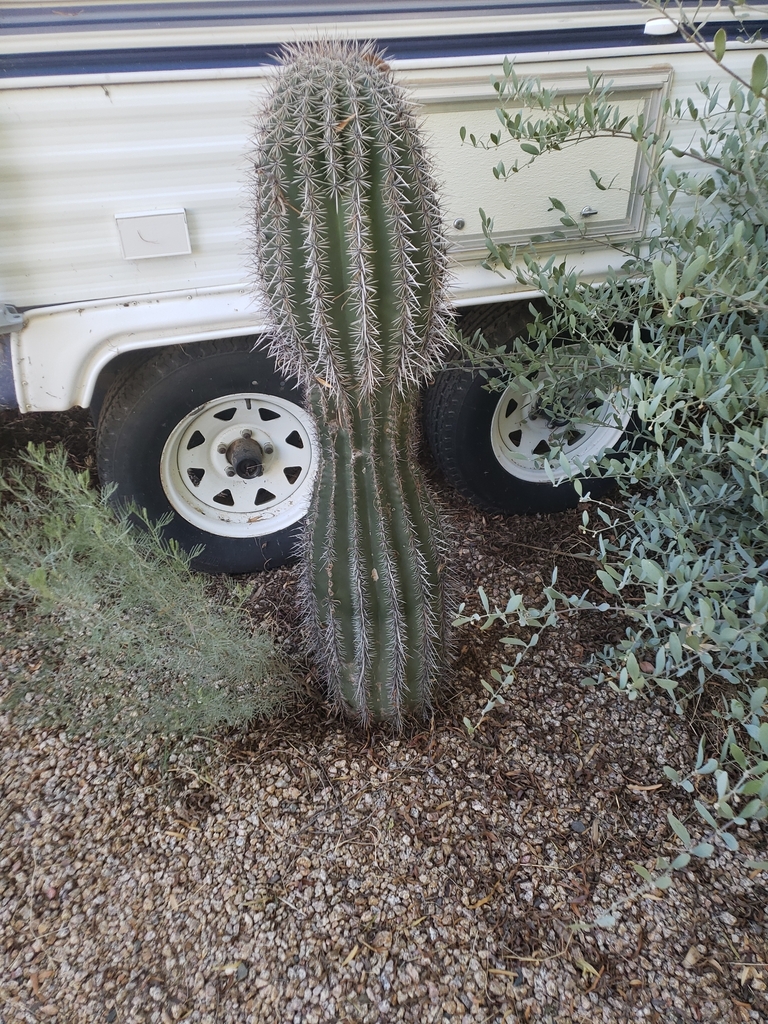 saguaro from Litchfield Park on November 23, 2022 at 09:09 AM by Jim ...