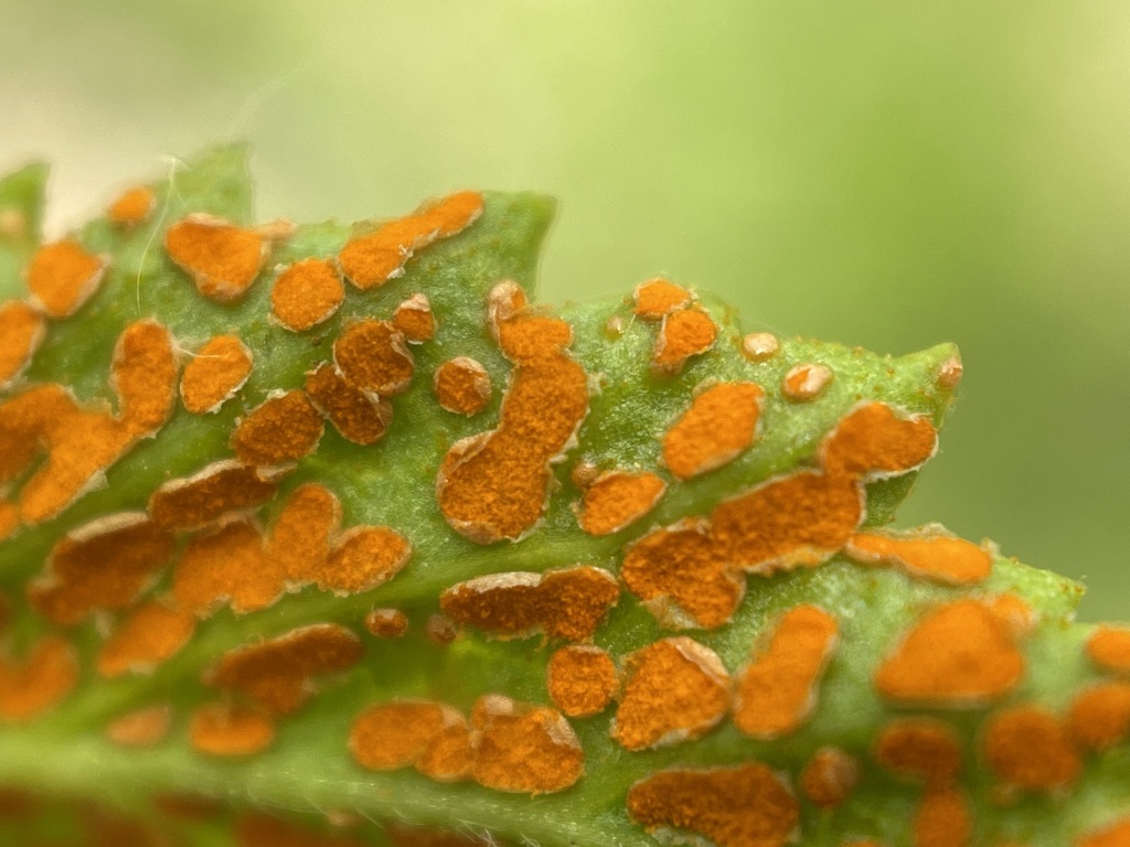 blackberry orange rust (Spring Fungi of the Greater Washington DC Area ...