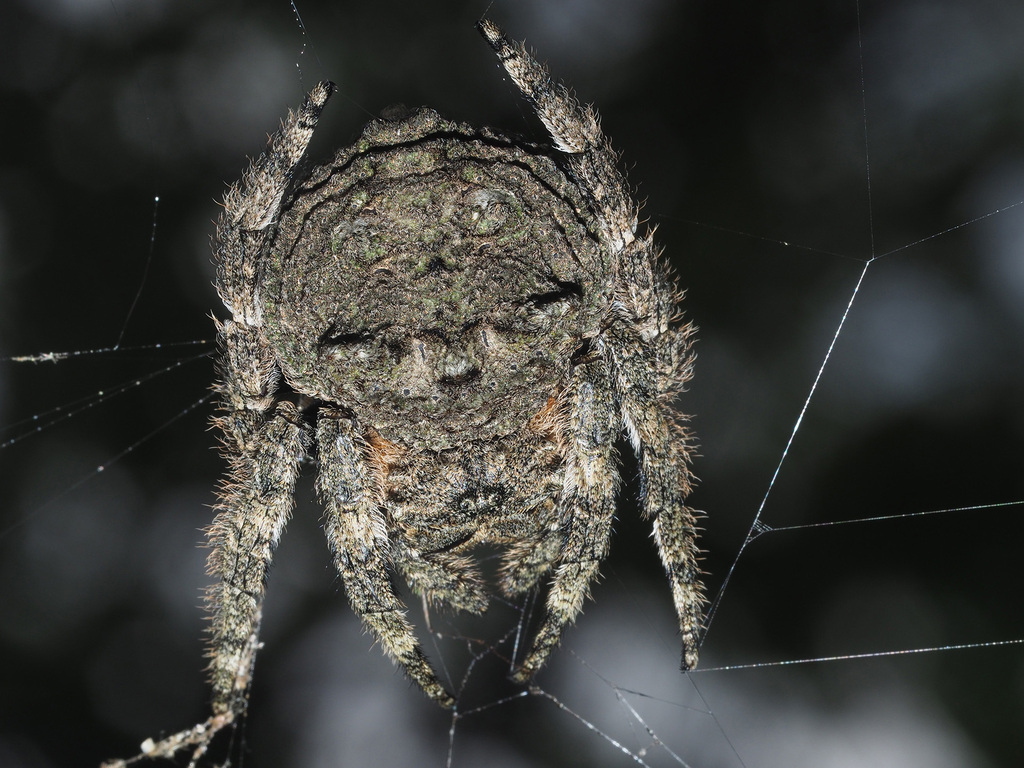 Bare-legged Bark Spider from Moor Park Nature Reserve, Estcourt ...