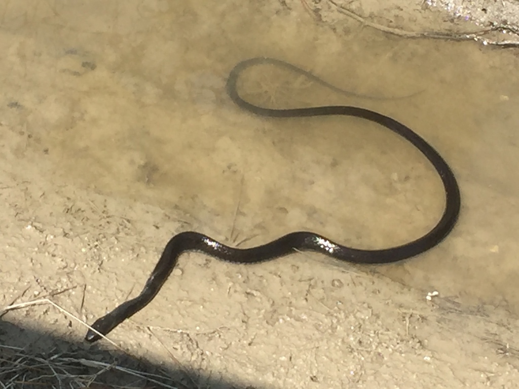 Colubrine Snakes in September 2017 by Yianni Laskaris · iNaturalist
