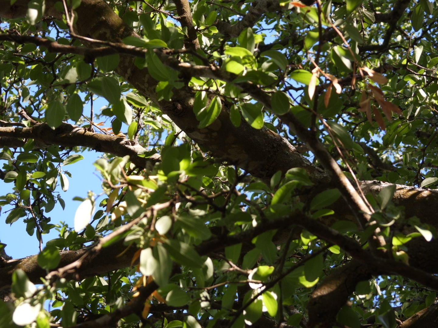 Sarcomphalus mistol (Griseb.) Hauenschild