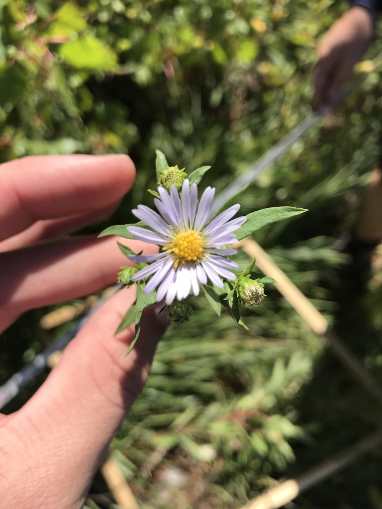 Smooth White Aster from Monument Valley Park, Colorado Springs, CO, US ...