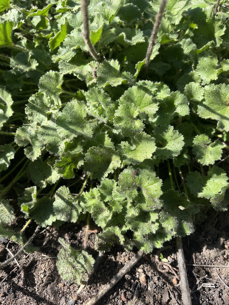 Sidalcea hickmanii hickmanii in November 2022 by Morgan Stickrod ...