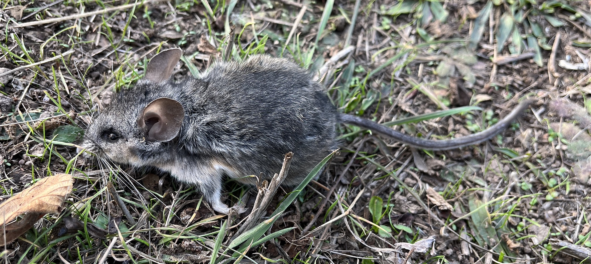 Peromyscus truei (Shufeldt, 1885)