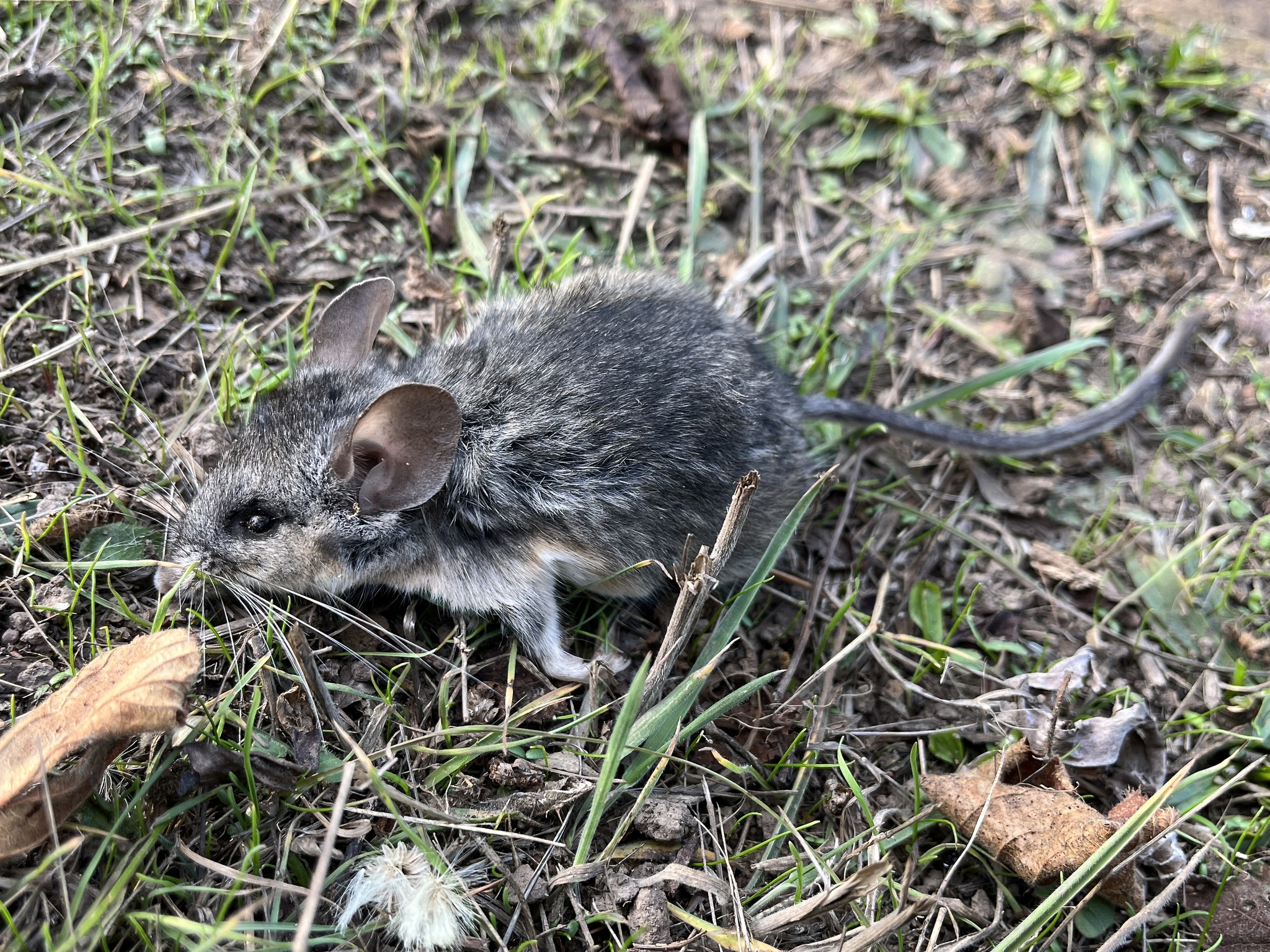 Peromyscus truei (Shufeldt, 1885)