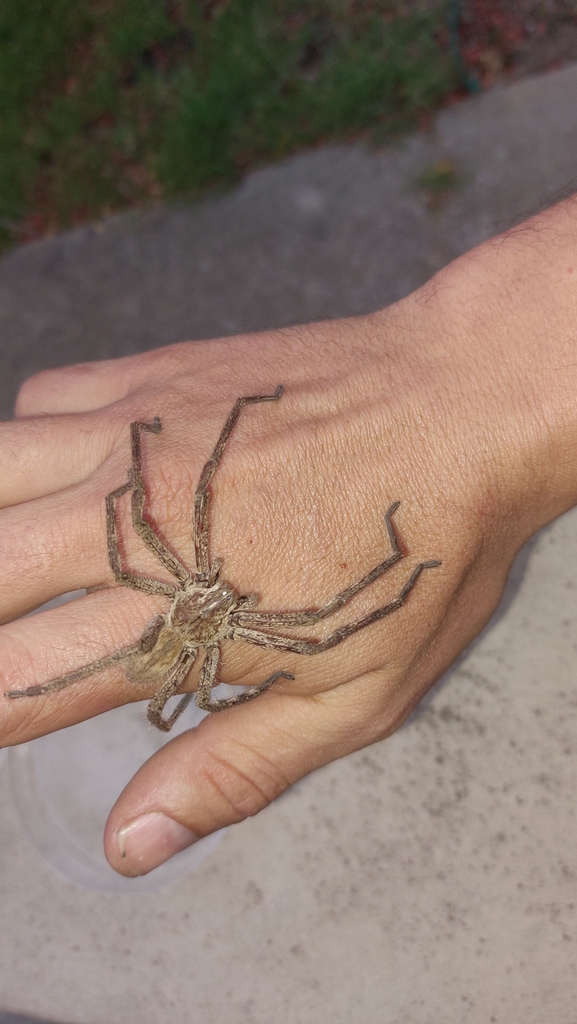 Common Rain Spider from Malmesbury, 7300, South Africa on November 23 ...