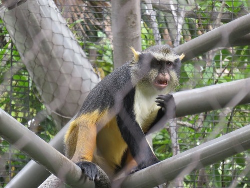 Congo Basin Wolf's Monkey (Subspecies Cercopithecus wolfi wolfi ...
