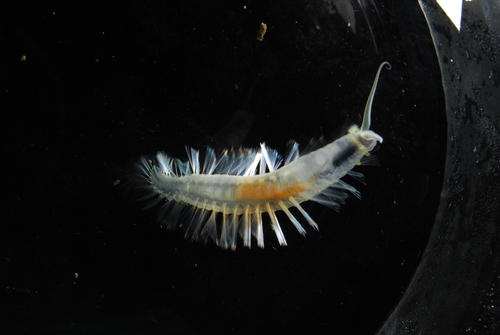 Green Bomber Worm (Swima bombiviridis) · iNaturalist