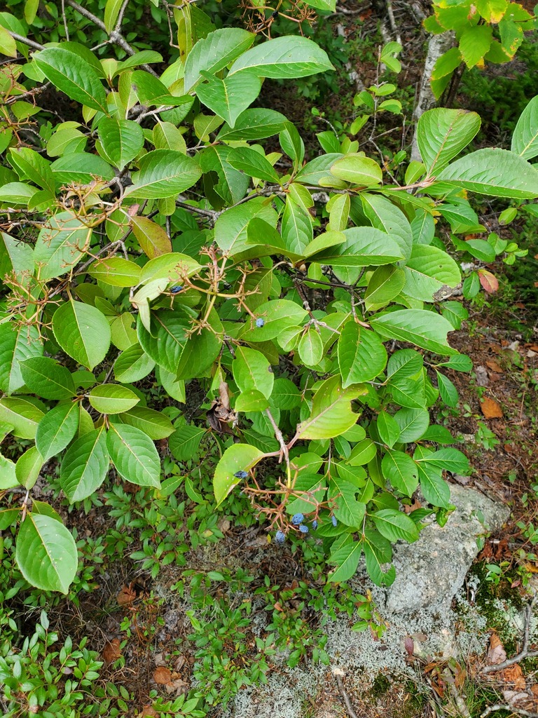 northern wild raisin from Cochrane Point, Acadia National Park, Hancock ...