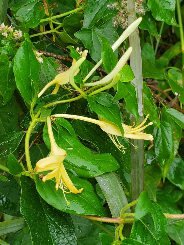 Japanese honeysuckle from Round Rock, TX 78681, USA on November 23 ...