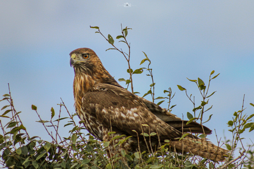 Aguililla cola roja de Socorro (Guía de aves de Isla Socorro) · iNaturalist