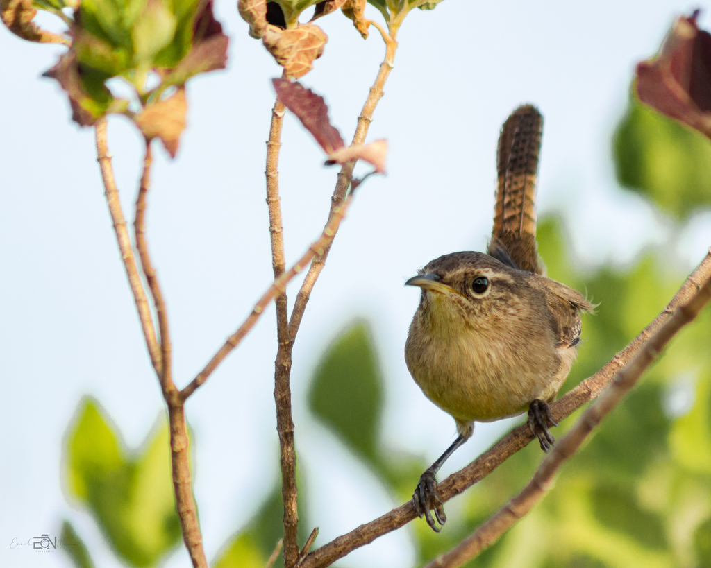 Socorro Wren from Isla Socorro, Colima, México on January 6, 2021 at 09 ...
