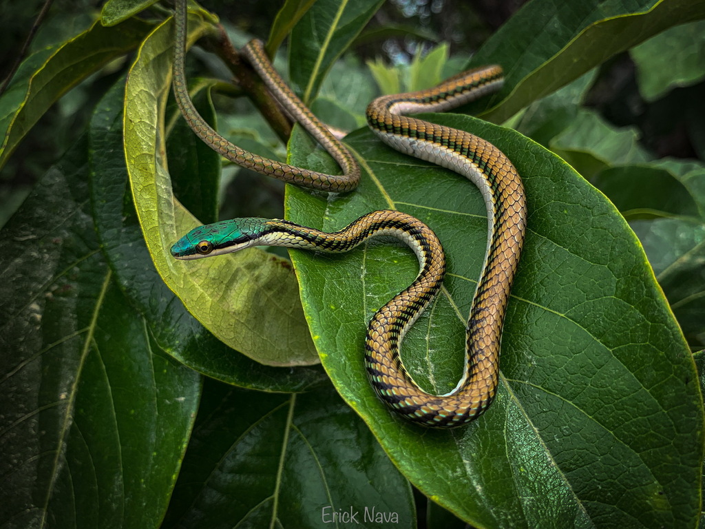 Mexican Parrot Snake (Leptophis mexicanus) - Snakes and Lizards