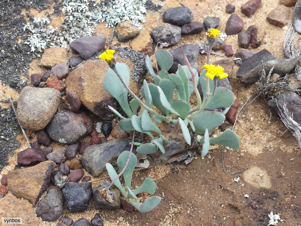 Potato Babooncabbage (Othonna cacalioides) - Botanical Realm