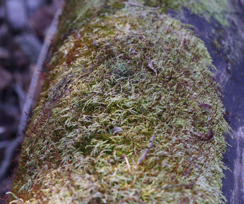 Entodon from Greene, Ohio, United States on November 23, 2022 at 03:47 ...