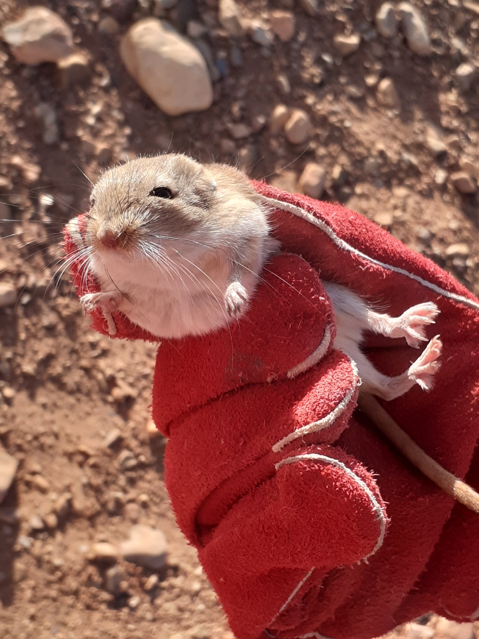 Meriones crassus Sundevall, 1842