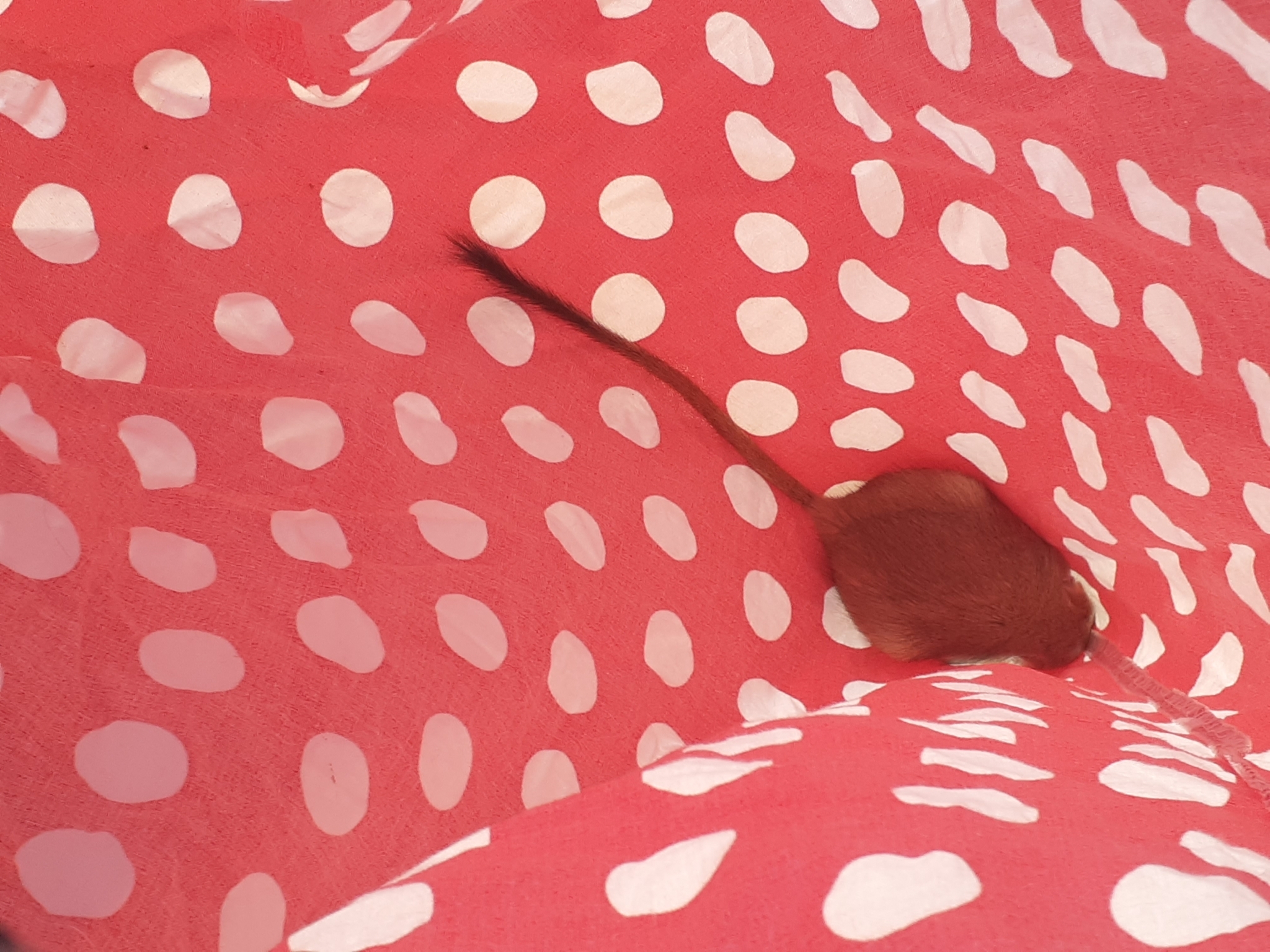 Meriones crassus Sundevall, 1842