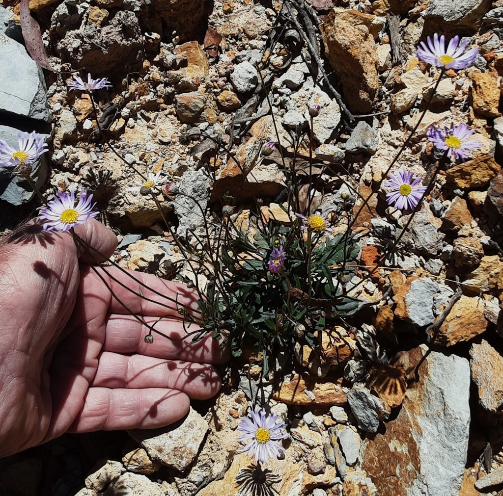 Spoon Daisy from Lidsdale NSW 2790, Australia on November 23, 2022 at ...