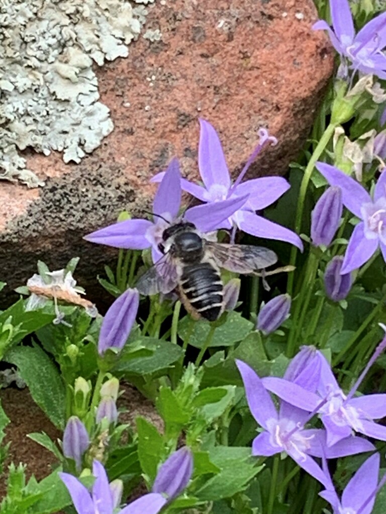 Flat-tailed Leafcutter Bee from Cheesman Park, Denver, CO, USA on June ...