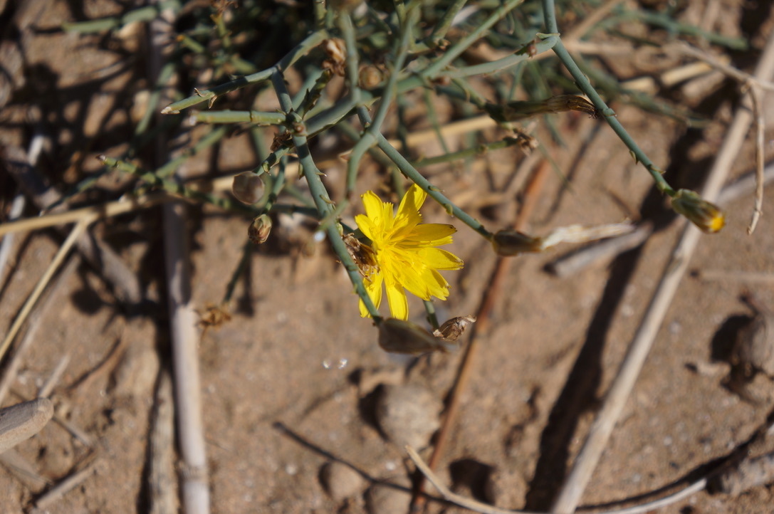 Launaea fragilis (Asso) Pau
