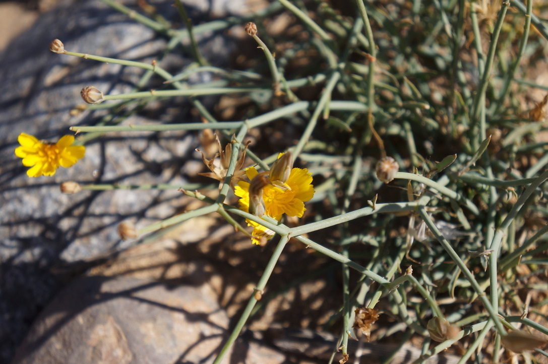 Launaea fragilis (Asso) Pau