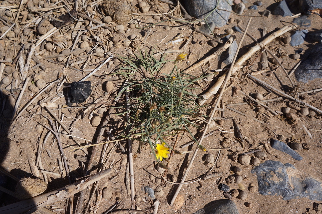 Launaea fragilis (Asso) Pau