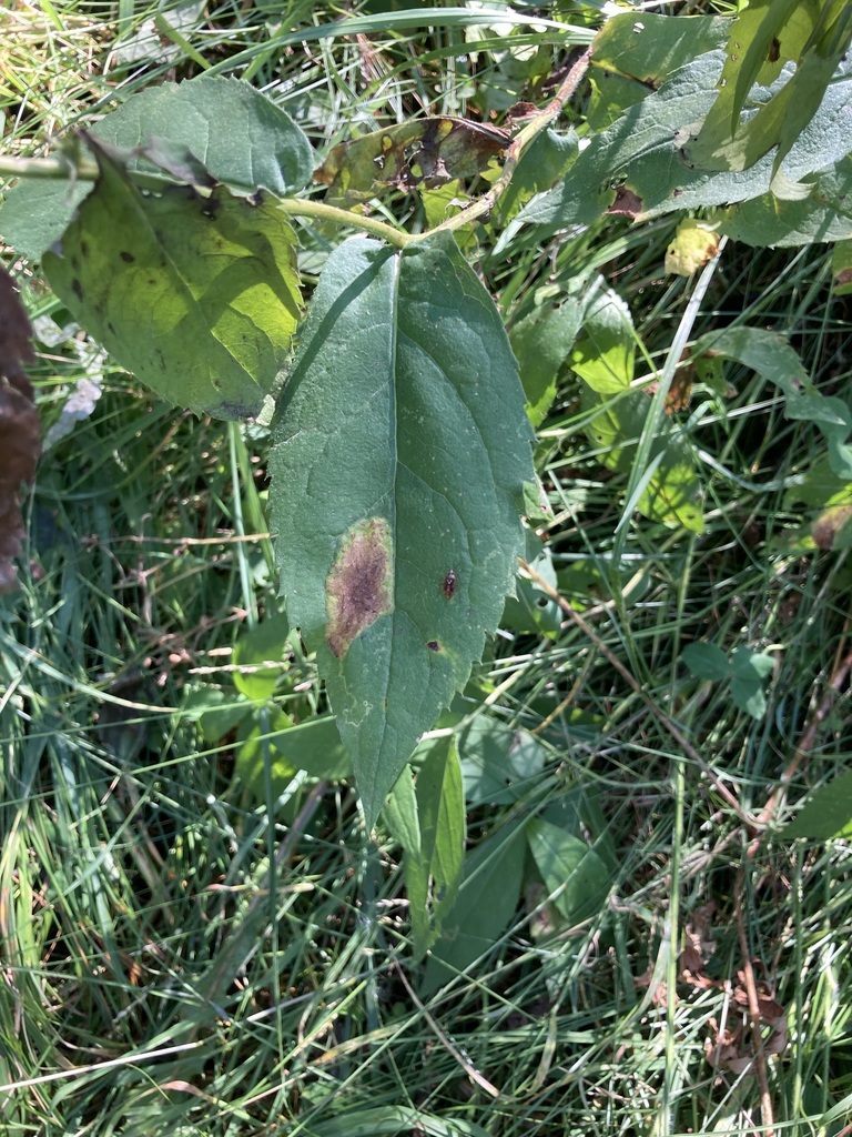 Aster Tentiform Blotchminer from Foothills County, AB, Canada on ...