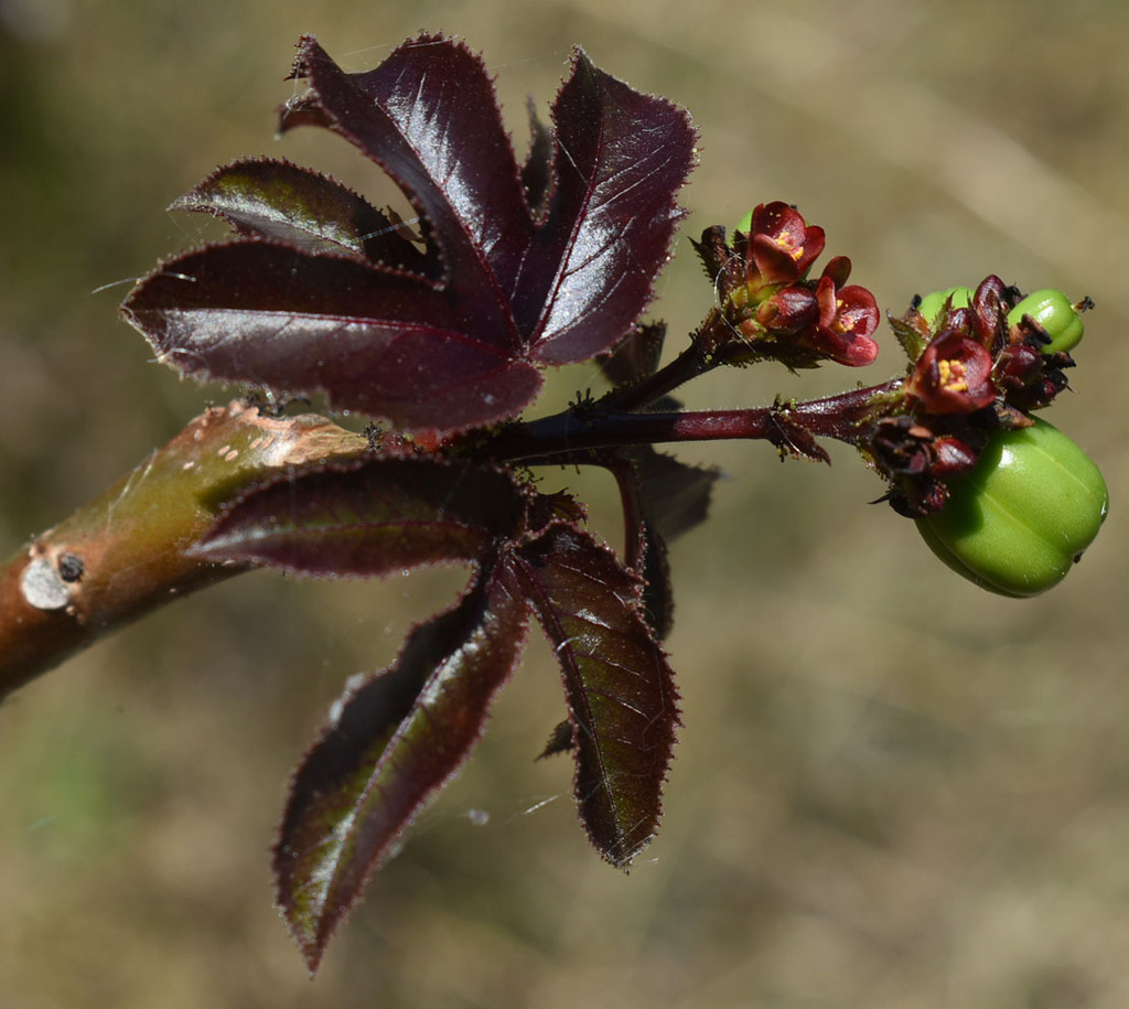 Bellyache Bush from Emerald QLD 4720, Australia on September 24, 2022 ...