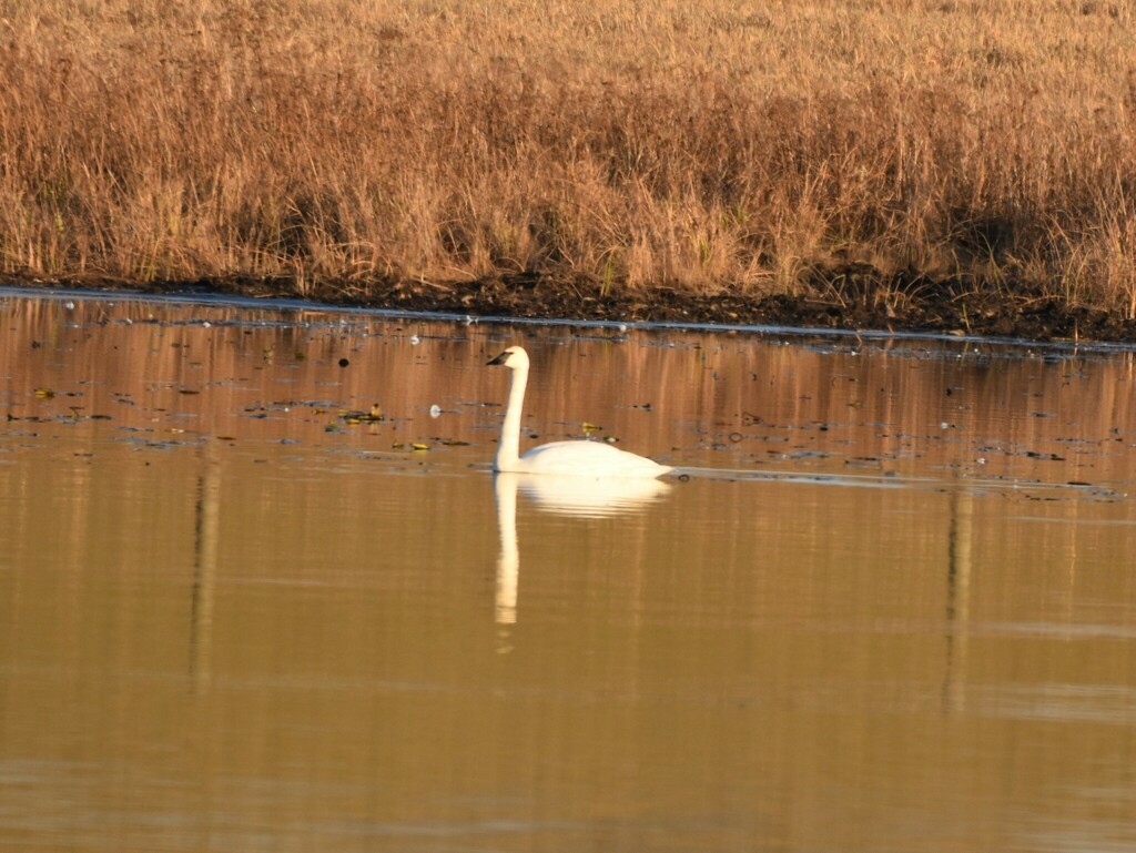 Trumpeter Swan from Logan County, OH, USA on November 23, 2022 at 05:18 ...