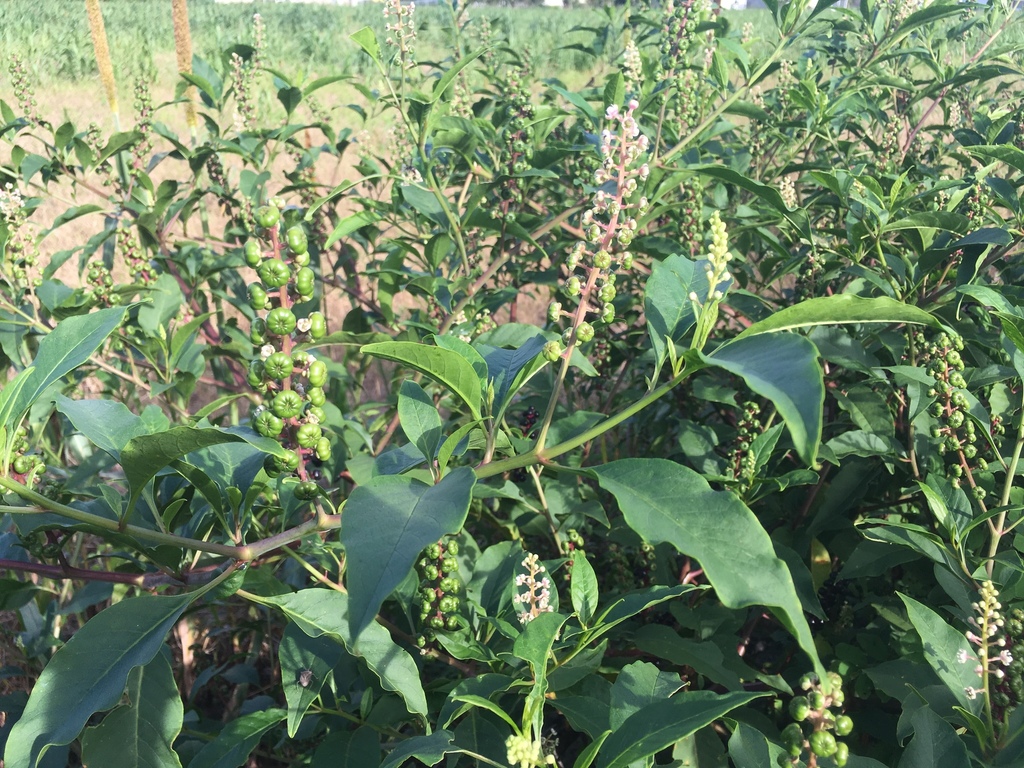 Maritime Pokeweed from 34482, Ocala, FL, US on September 01, 2018 at 05 ...