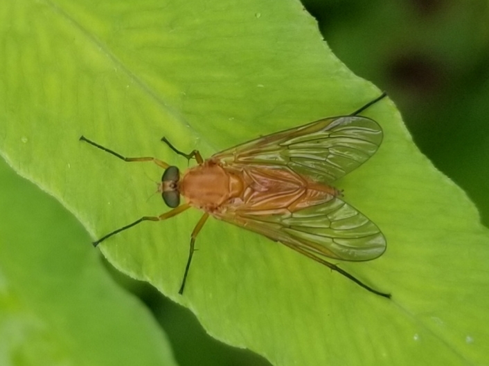 Marsh Snipe Fly from Van Gurpin Ln, West Coxsackie, NY, US on September ...