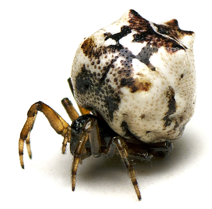 Six-humped Shell-back Spider from Brisbane QLD, Australia on November ...
