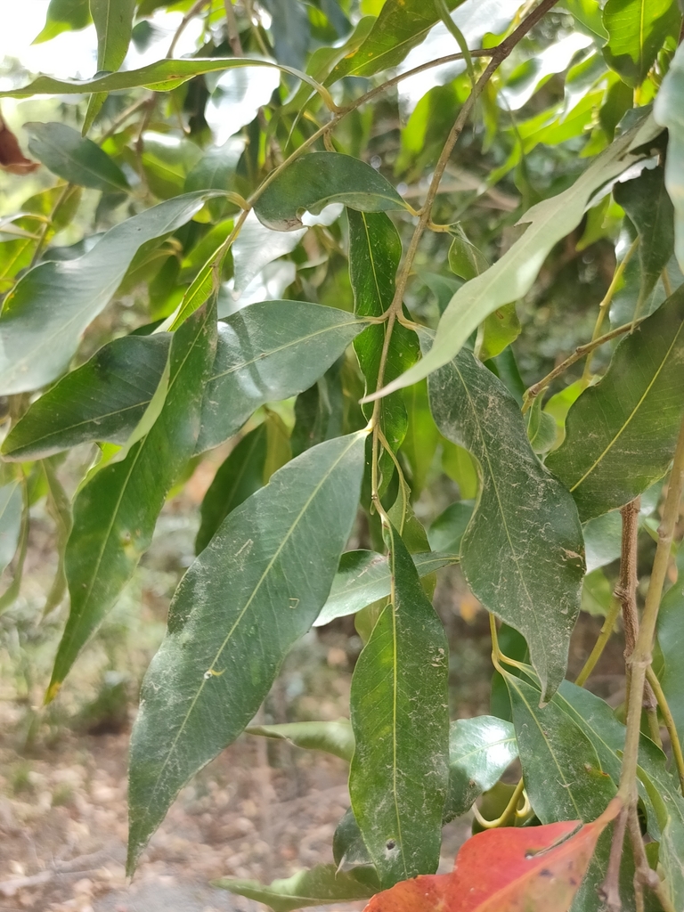 weeping lilli pilli from Gootchie QLD 4650, Australia on November 24 ...