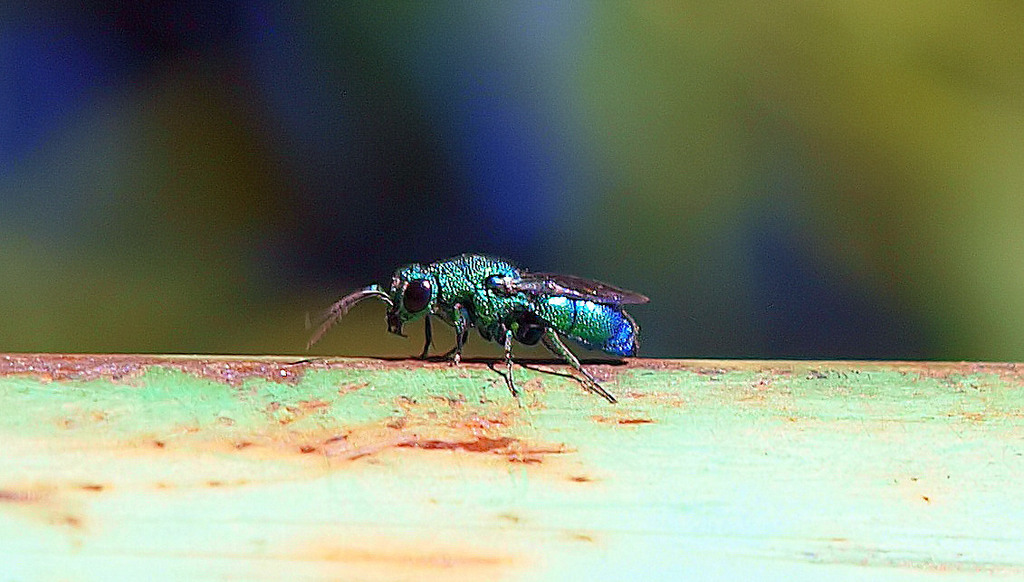 Chrysis from Rowlett Creek Nature Preserve area on September 10, 2019 ...