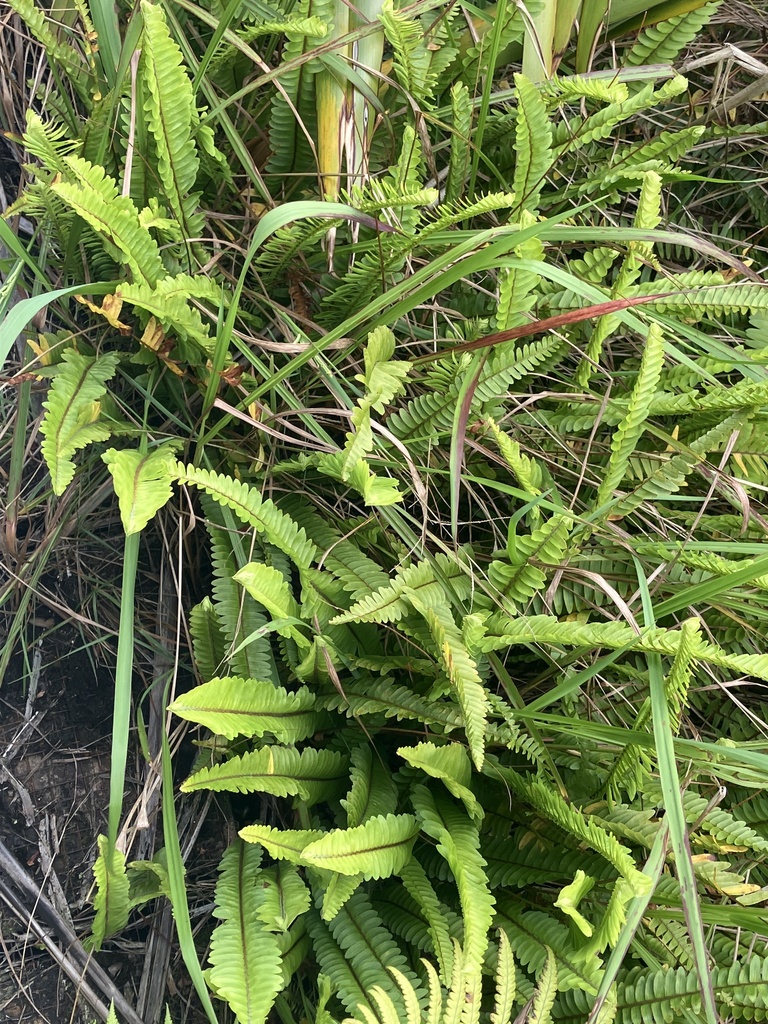 Fishbone Fern from Saint Helena, SH on November 14, 2022 at 04:13 PM by ...