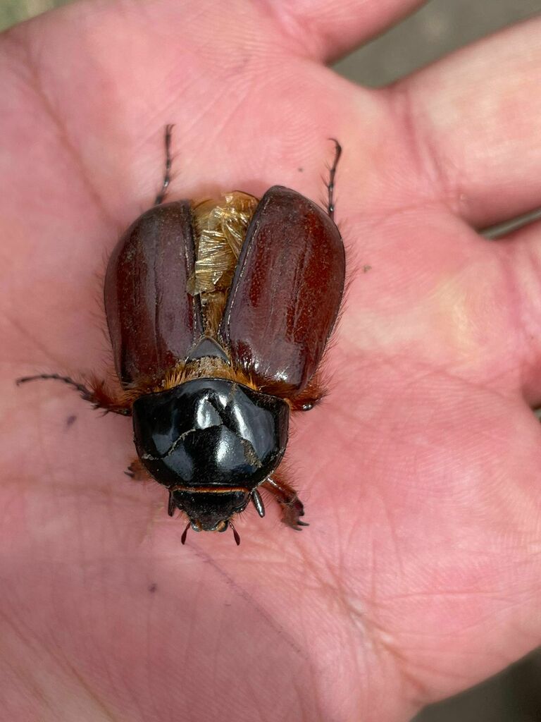 Scarabs from Chambo, Ecuador on November 23, 2022 at 07:25 PM by ...