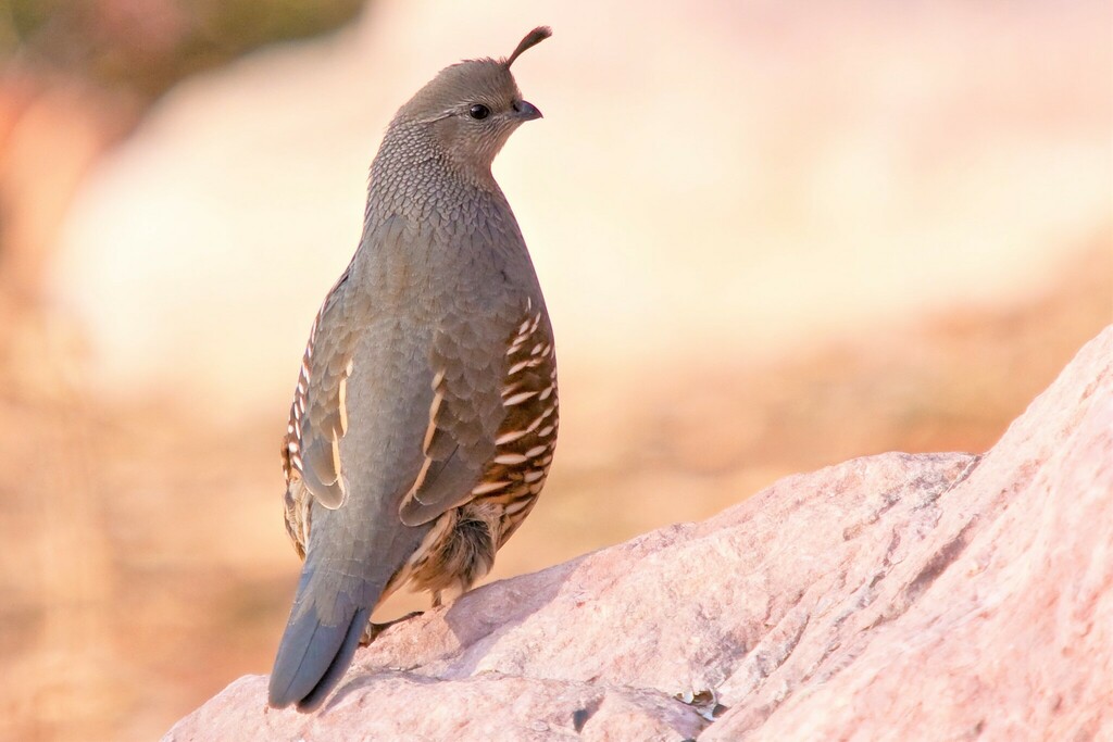 California Quail from 320 Peppergrass Ln, Fountain, CO 80817, USA on ...