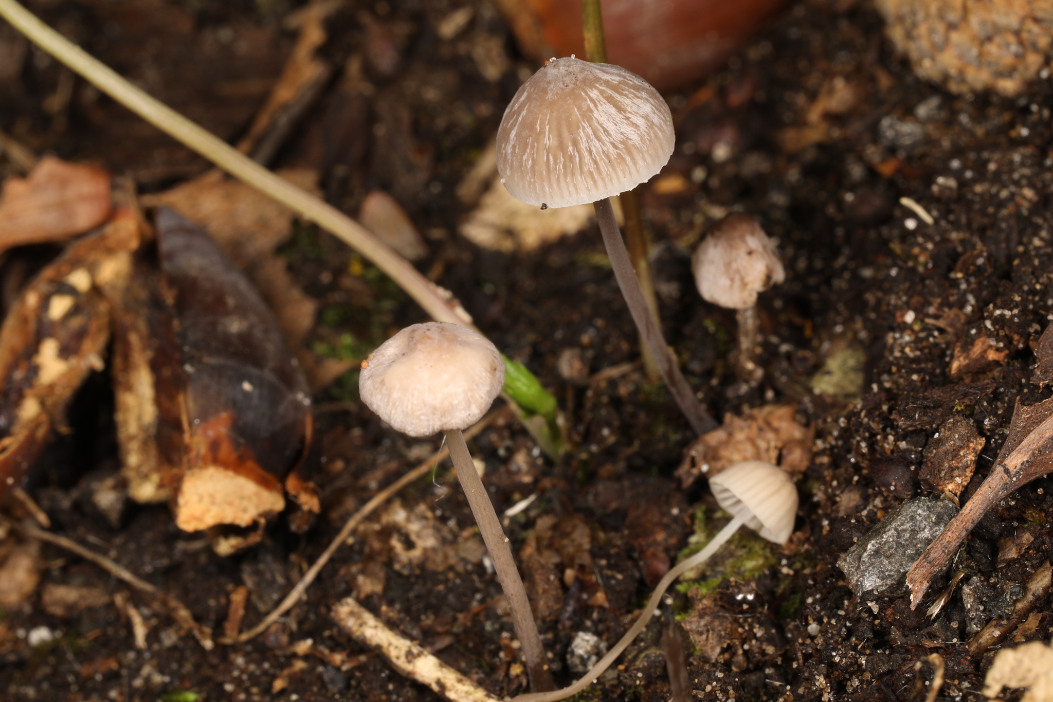 Mycena filopes (Bull.) P.Kumm.