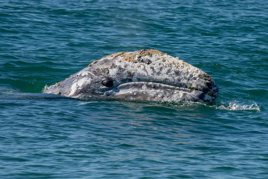 Grey Whale (Pacific Northwest Marine Life) · iNaturalist