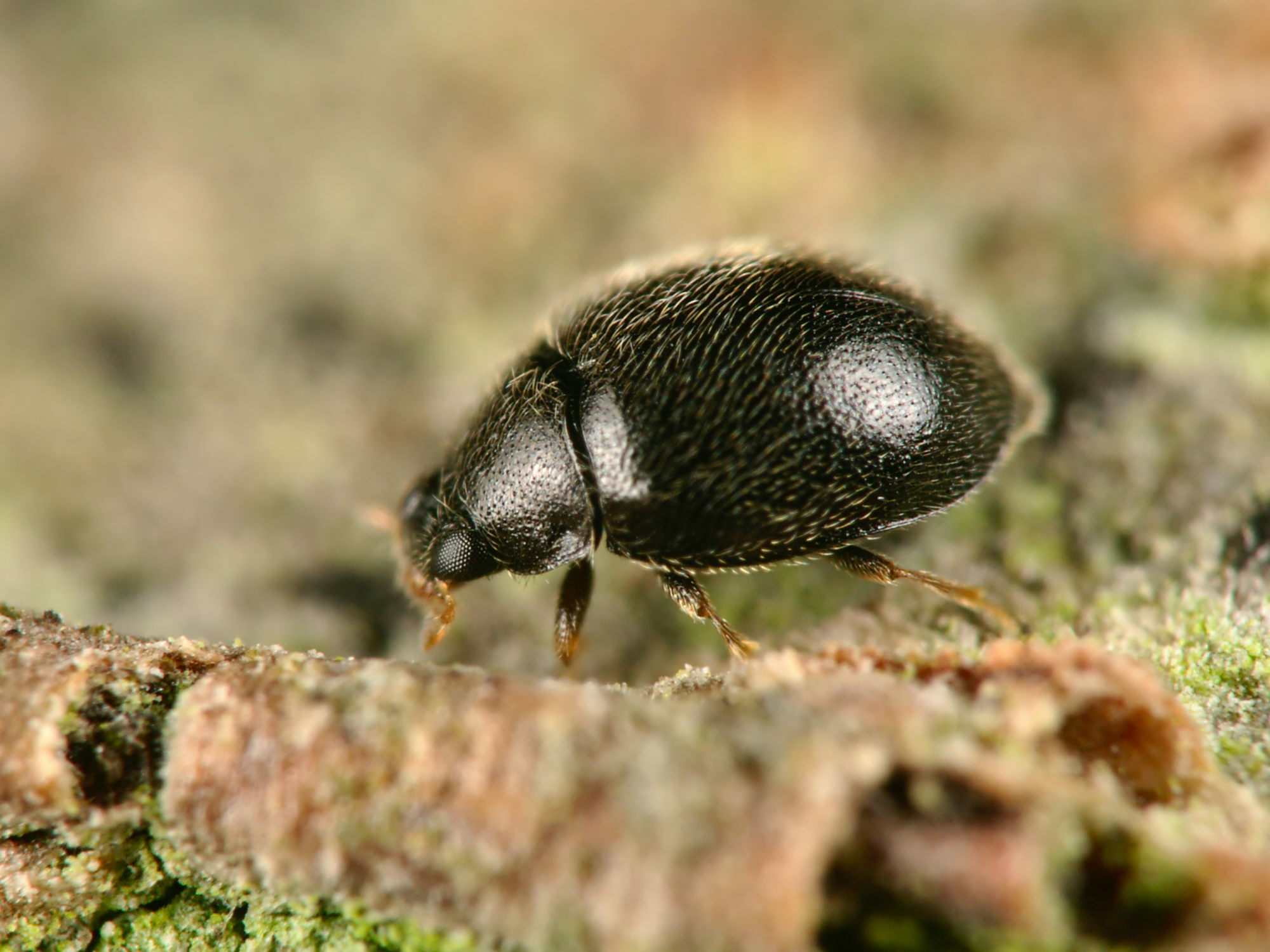 Stethorus pusillus (Herbst, 1797)