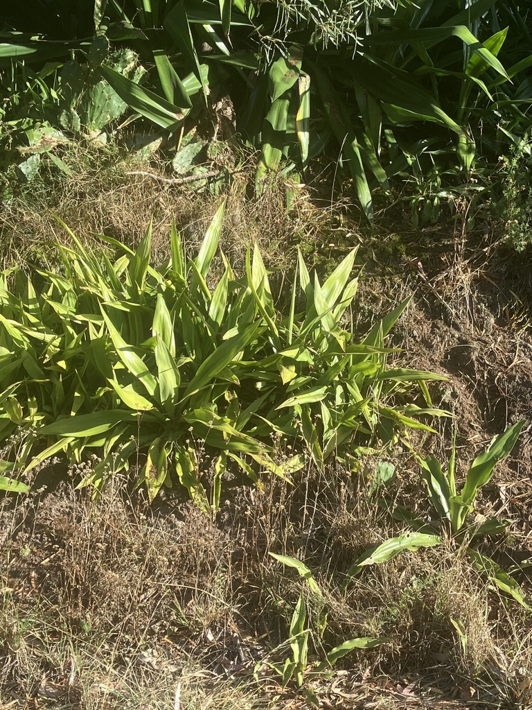Mauritius hemp from Alarm Forest, SH-SH, SH on November 18, 2022 at 04: ...