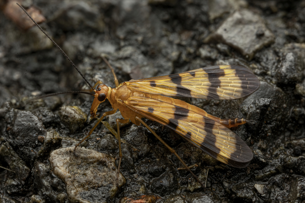 Helena's Scorpionfly from Warren County, VA, USA on September 11, 2022 ...